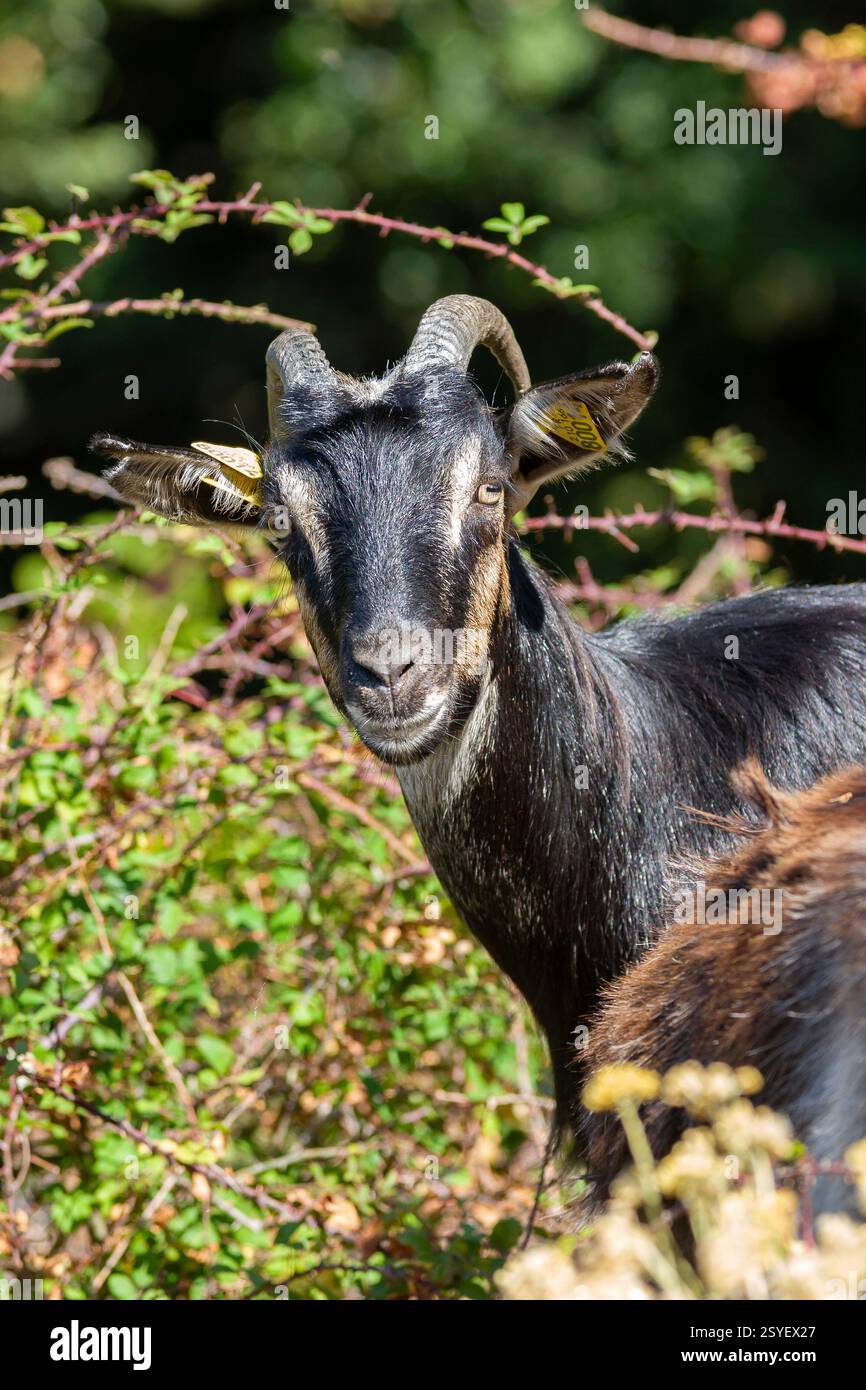 The Corsican goat (also known as Corse) breed from the French island of ...