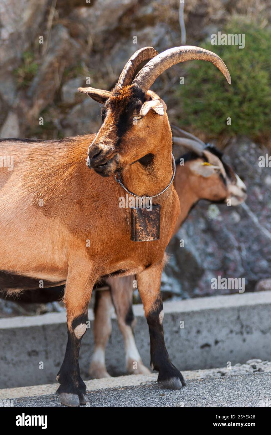 The Corsican goat (also known as Corse) breed from the French island of ...