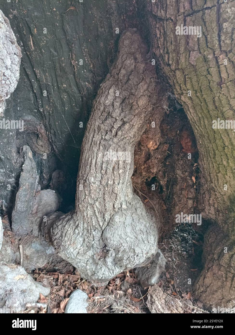Vieil arbre ancien hi-res stock photography and images - Alamy