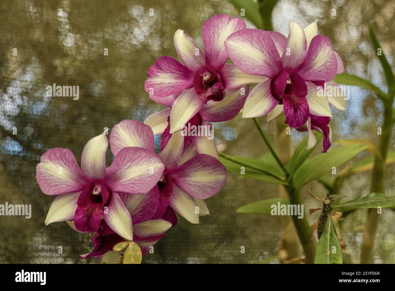 Close-up photography of pink and white cooktown orchid flowers ...