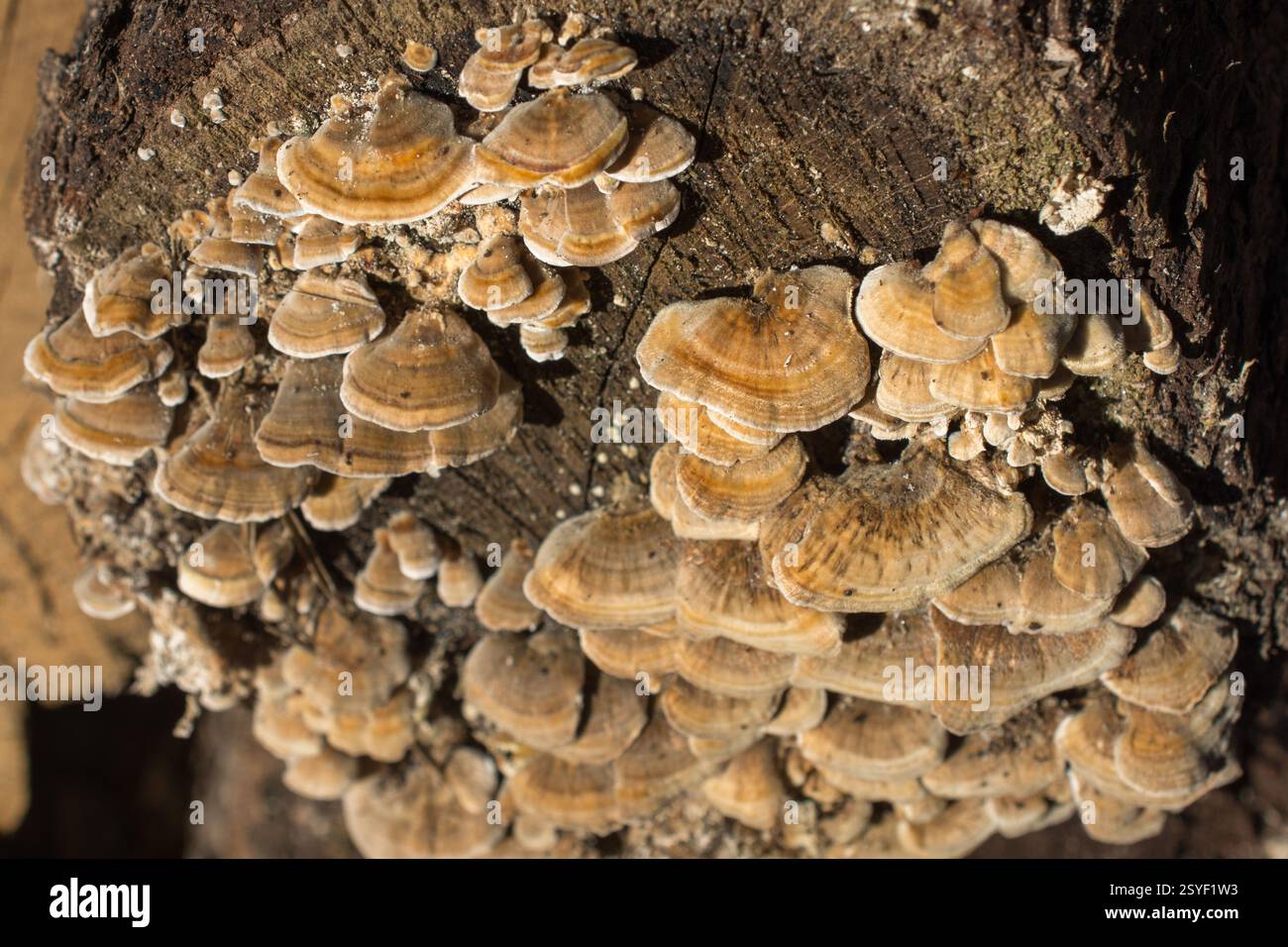 Mushrooms growing inside tree hi-res stock photography and images - Alamy