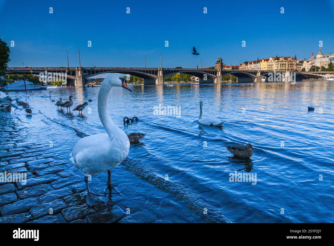 Swan stands in water under hi-res stock photography and images - Alamy
