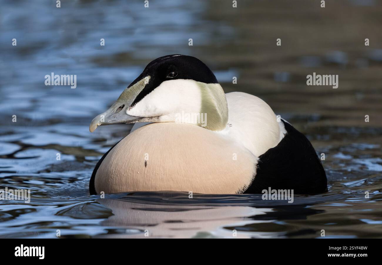 Eider duck feathers uk hi-res stock photography and images - Alamy