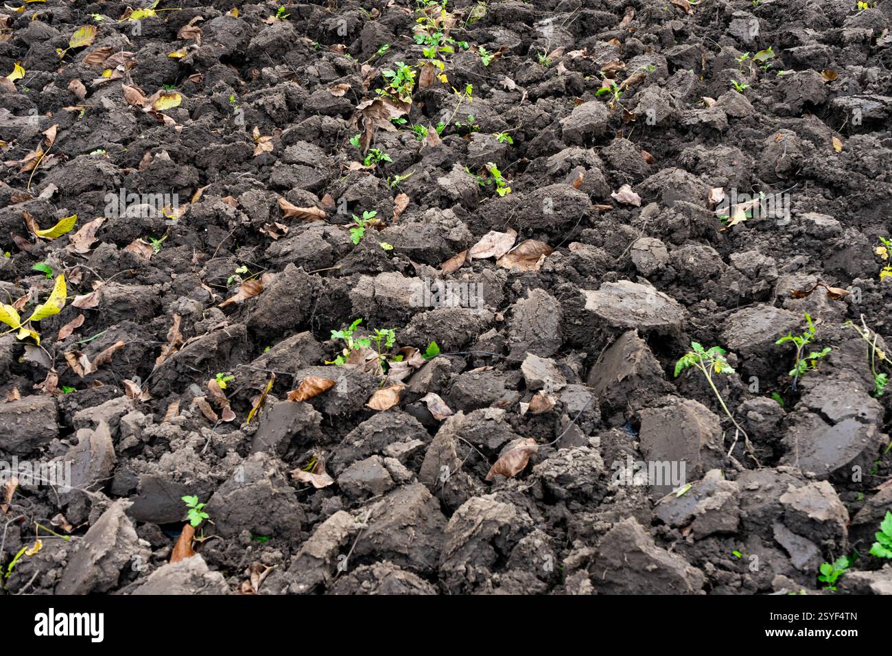 Dark, rich earth is broken into clumps, revealing small green plants ...