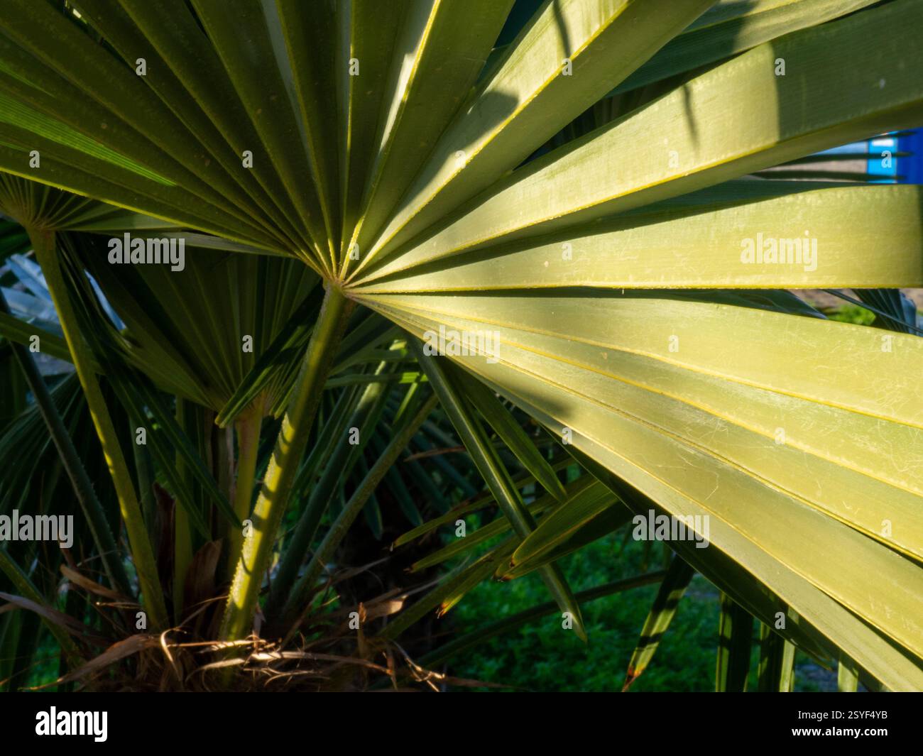 Palm tree leaves close up. Botany. Palm tree concept. Narrow long ...