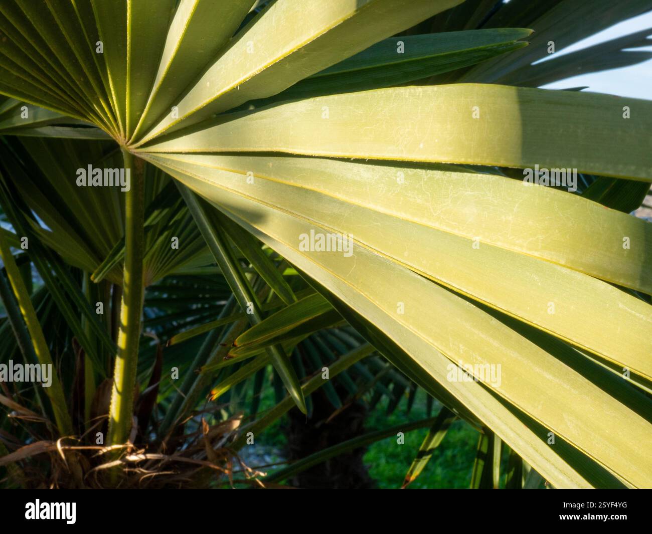 Palm tree leaves close up. Botany. Palm tree concept. Narrow long ...