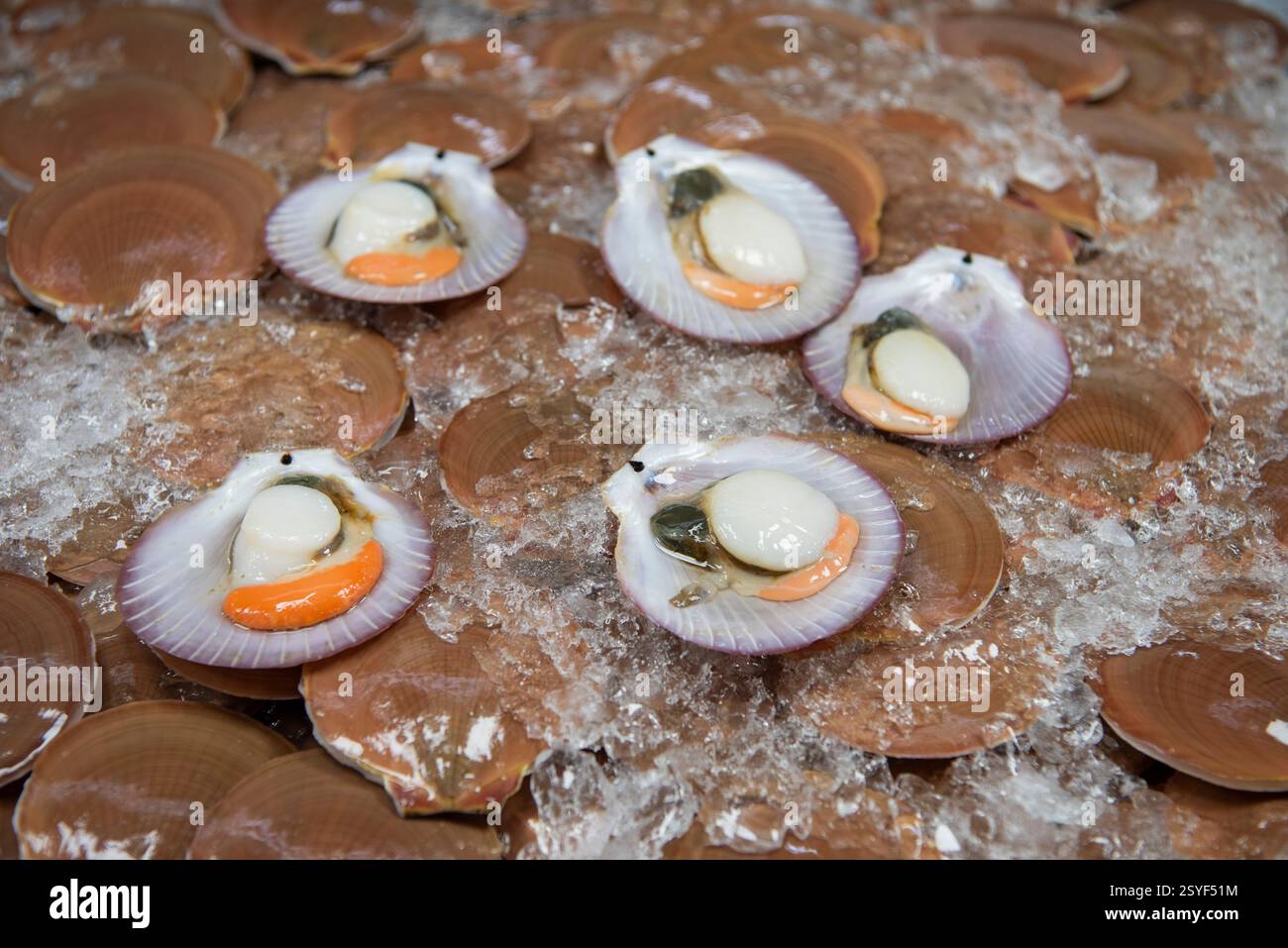 Fresh asian Scallop Shells at the Seafood and Fish Market in Naklua ...