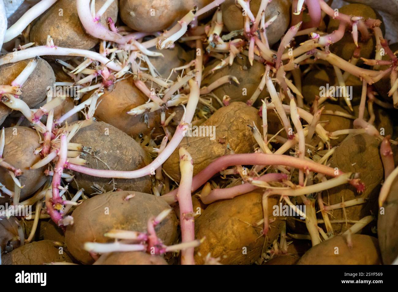 A collection of potatoes covered with sprouted roots, showcasing their ...
