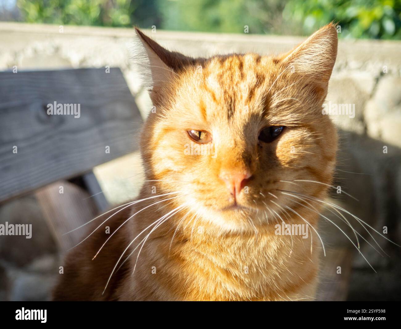 Big ginger cat. Portrait of a cat. Fat animal. Fluffy face Stock Photo ...