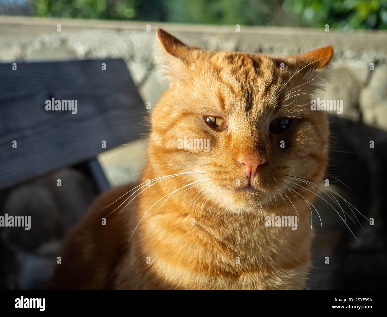 Big ginger cat hi-res stock photography and images - Alamy