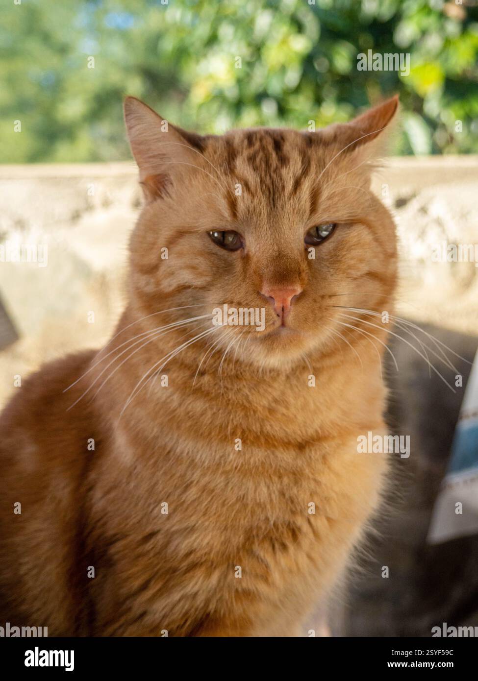Fat animal hi-res stock photography and images - Alamy