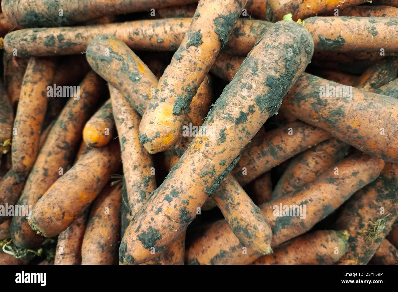 A collection of freshly pulled carrots rests in a market, showcasing ...