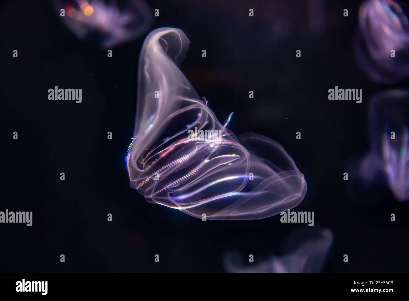 Comb jellyfish hi-res stock photography and images - Alamy