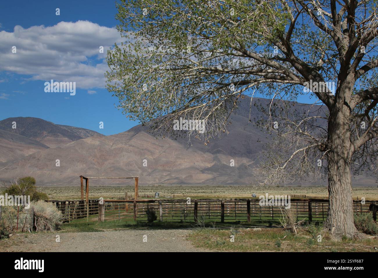A large corral for cattle on a ranch with a large shade tree in the ...