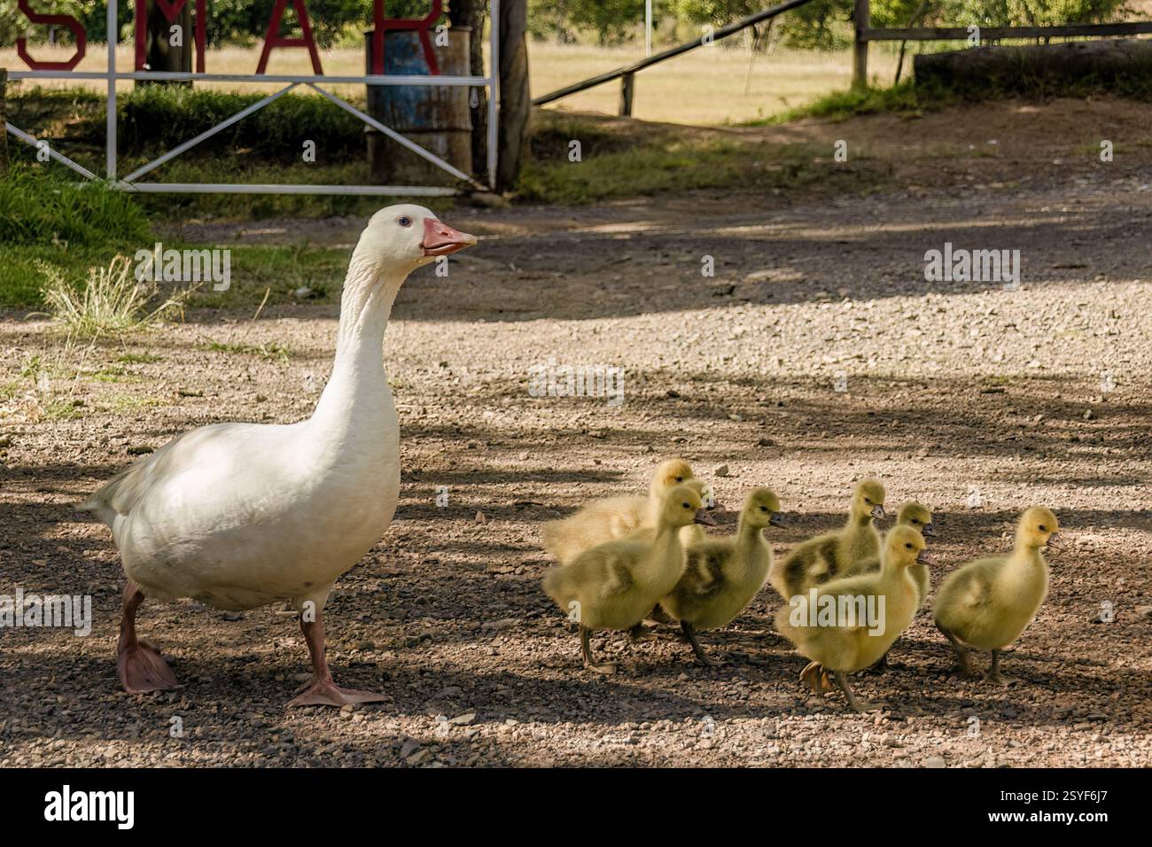 A brood of goslings and their mom goose walking on the gravel road of a ...