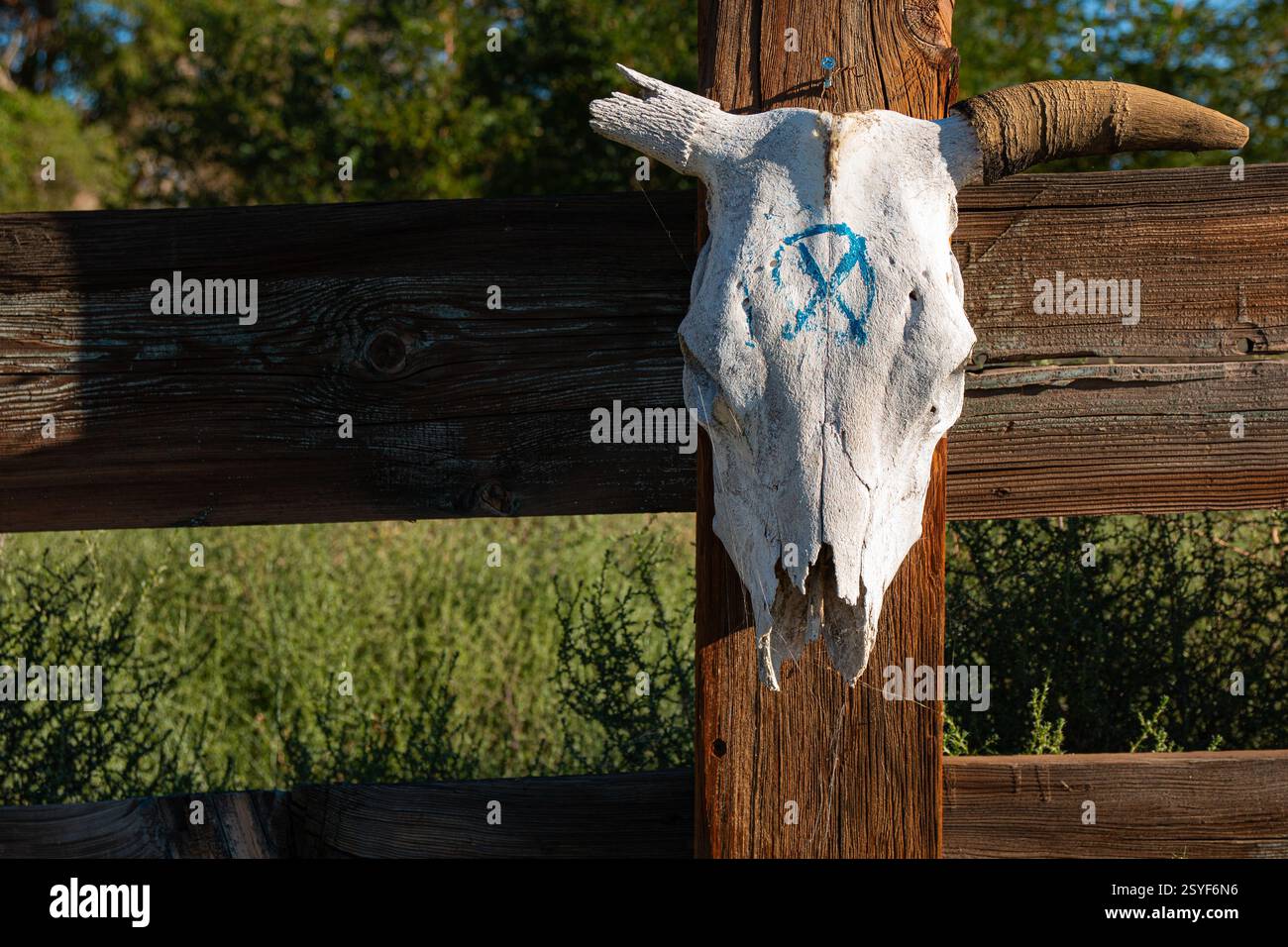 A cow skull with an X in a circle painted in blue hangs on a wooden ...