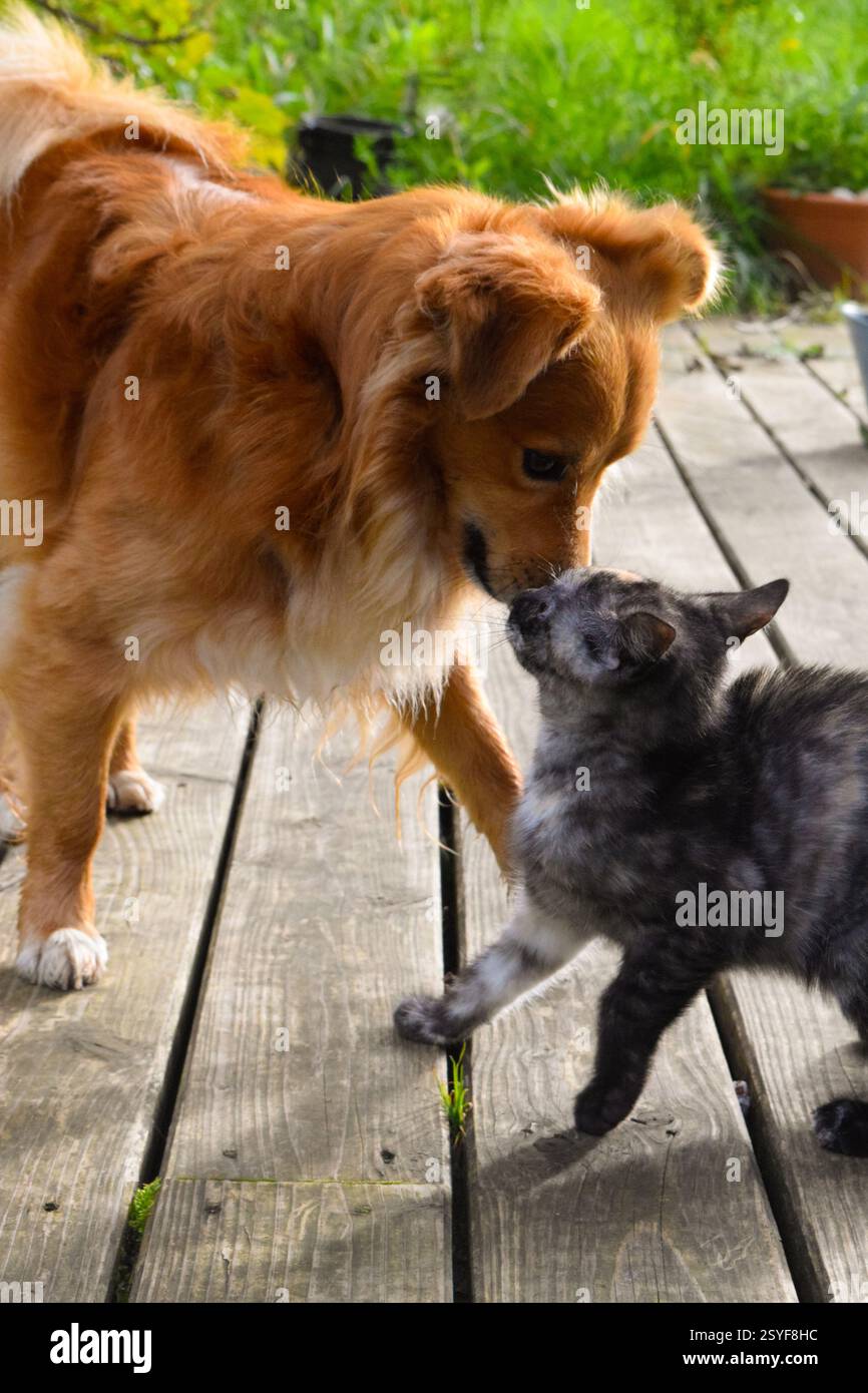 A gentle moment between a dog and a cat as they touch noses, creating a ...