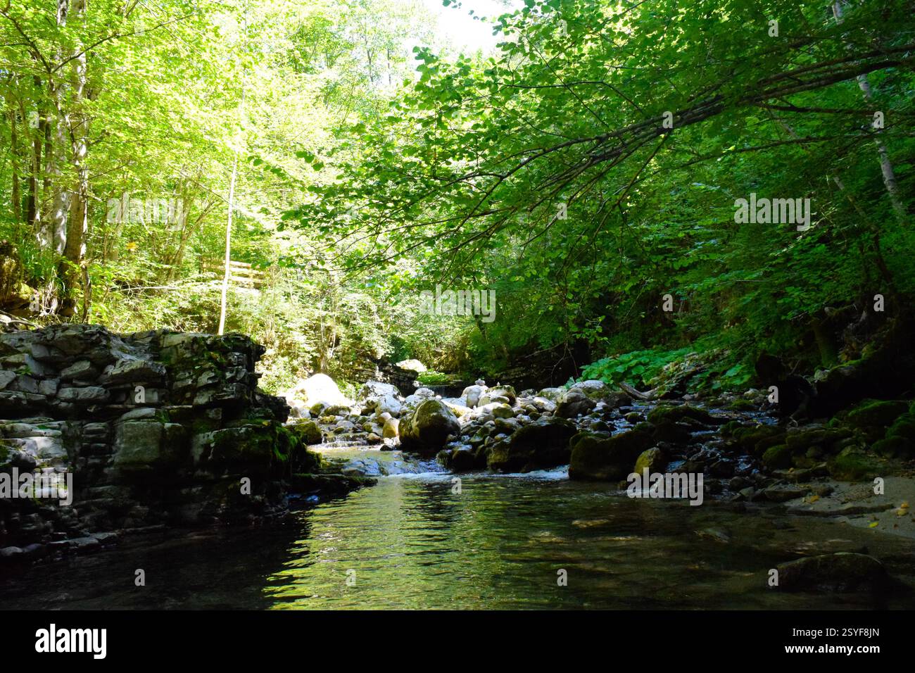 A gentle stream winds through the forest, flowing over moss-covered ...