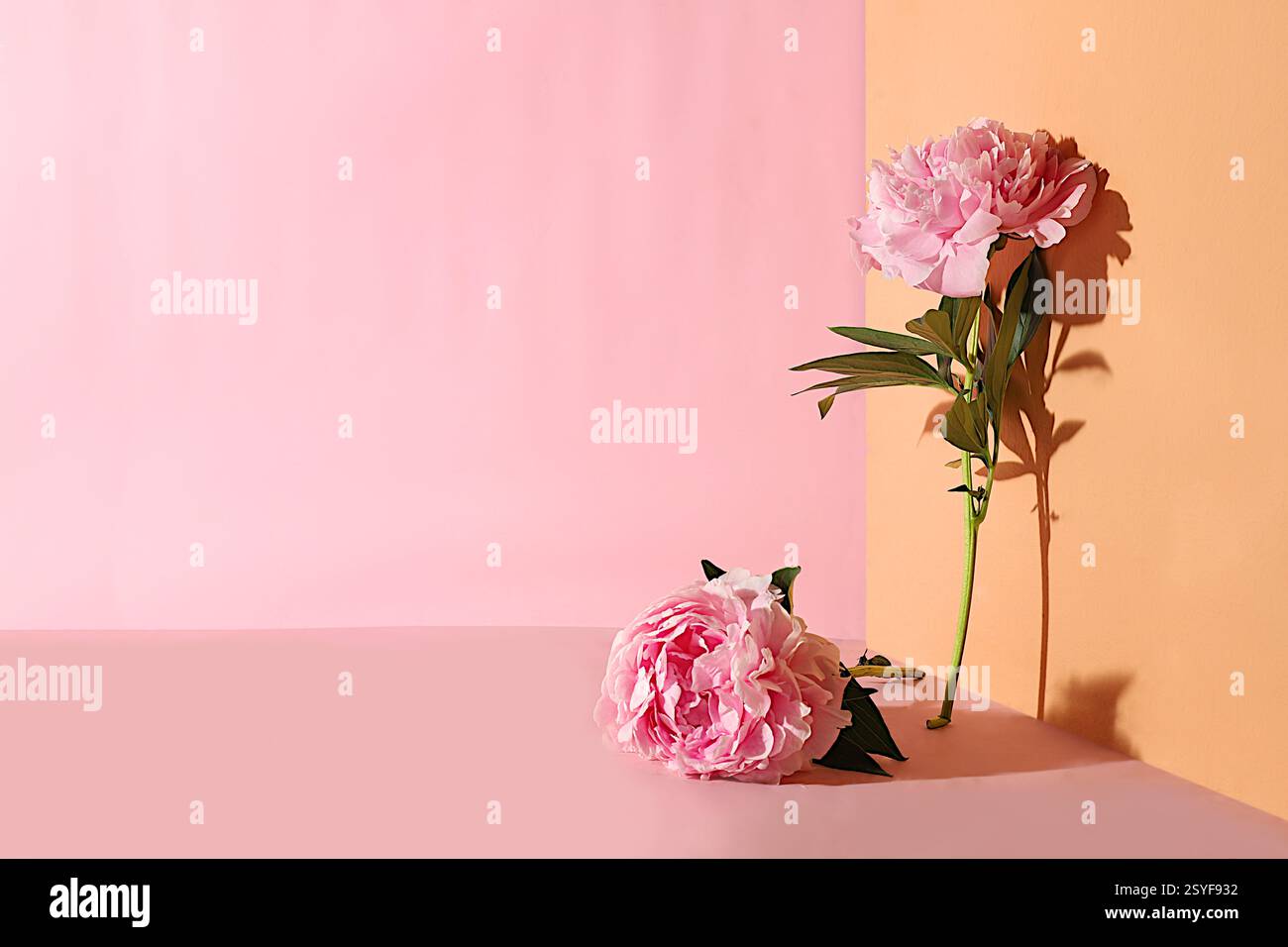 Abstract floral arrangement, empty podium for product and fresh peony ...