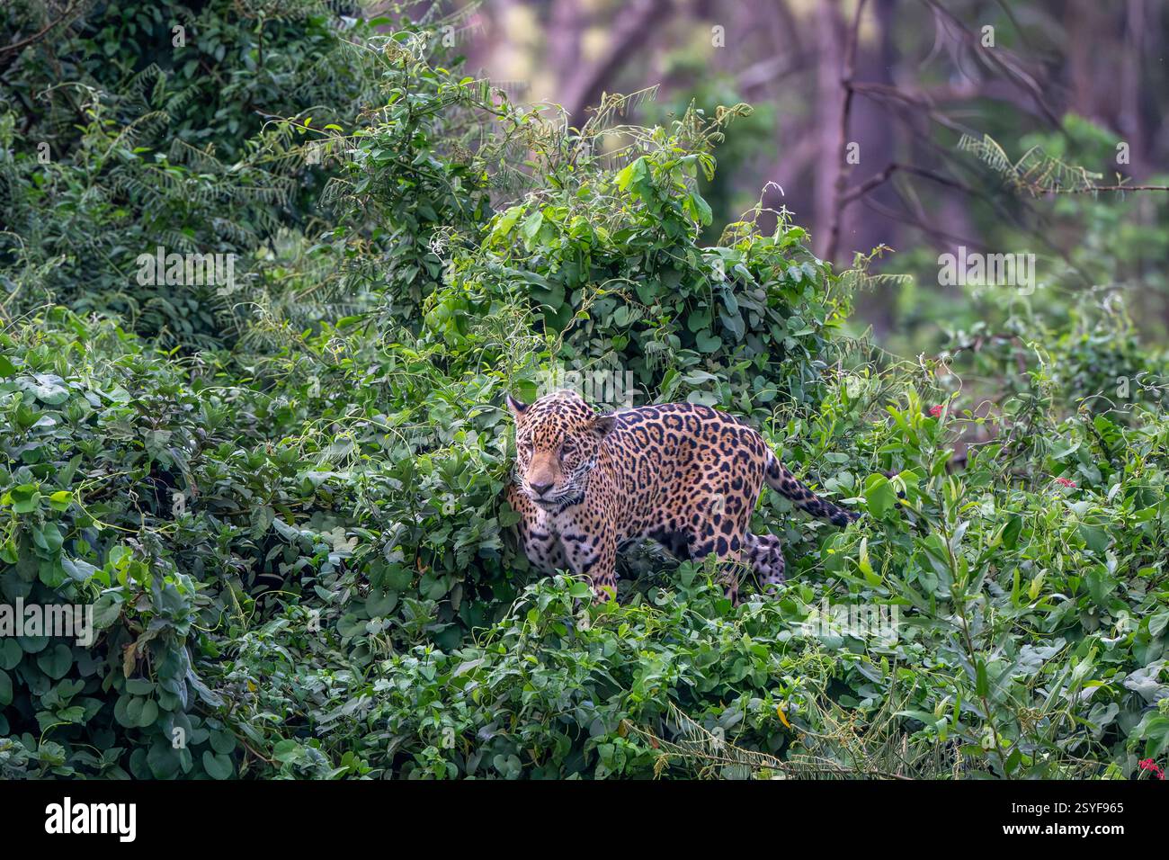 Jaguar posed among green vegetation on the edge of a jungle river in ...