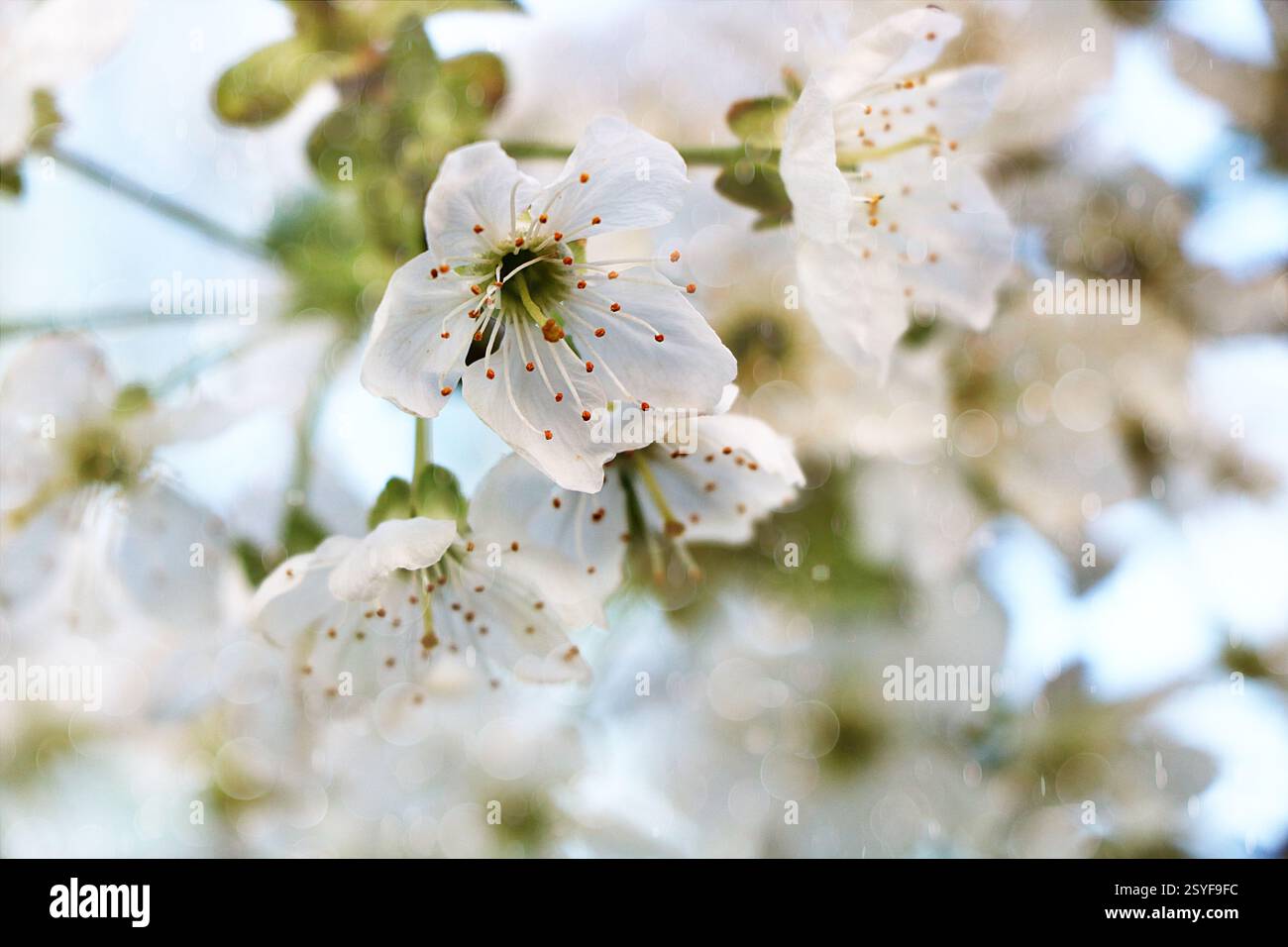 Flowering trees in spring on a light background, beautiful garden and ...
