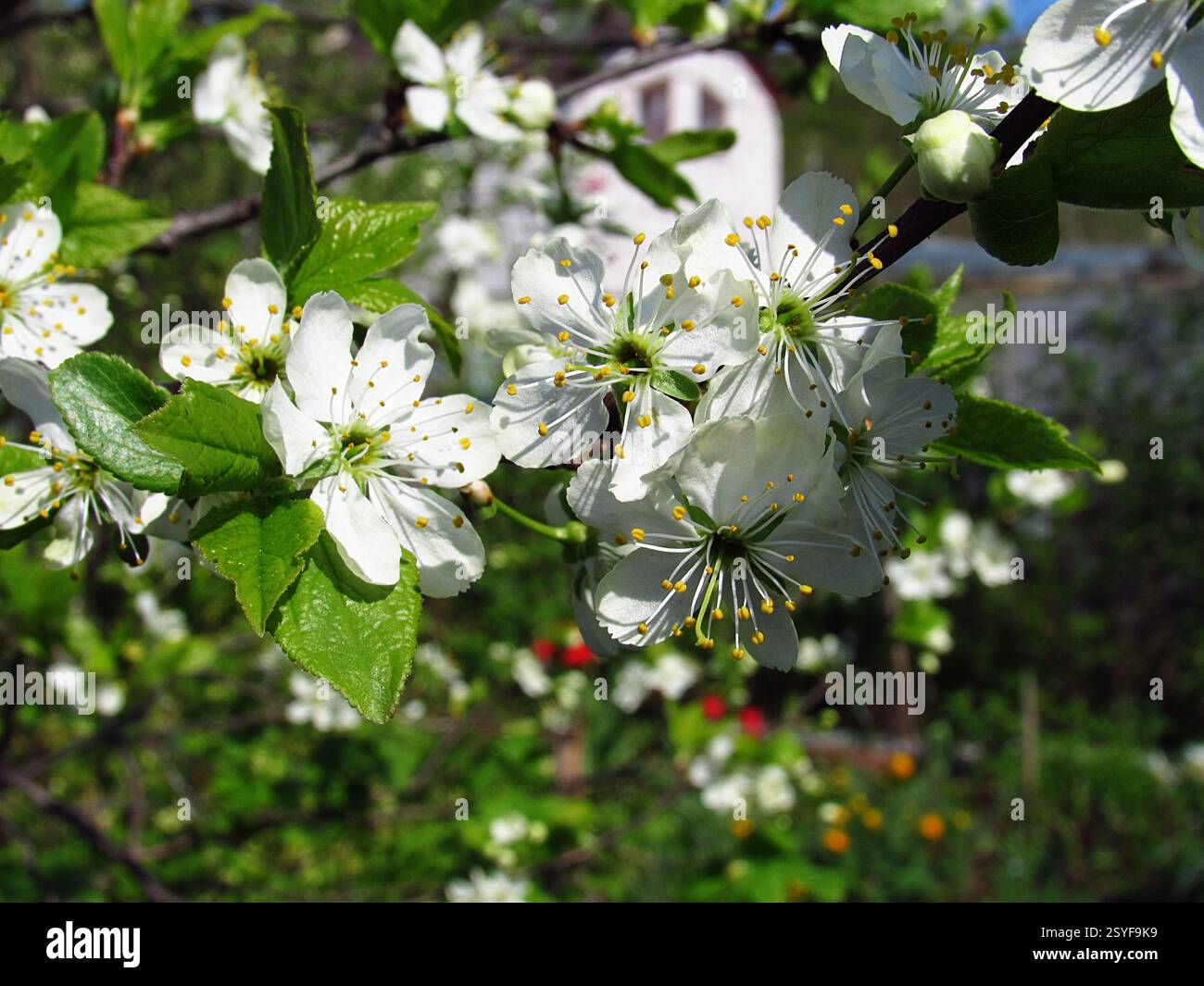 Flowering trees in spring on a light background, beautiful garden and ...