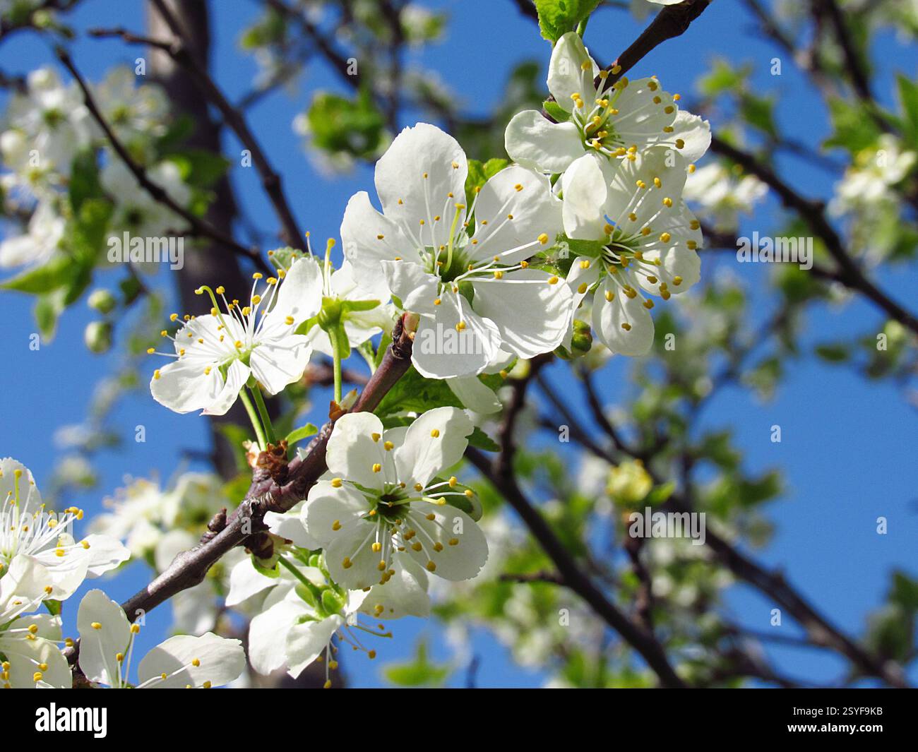 Flowering trees in spring on a light background, beautiful garden and ...