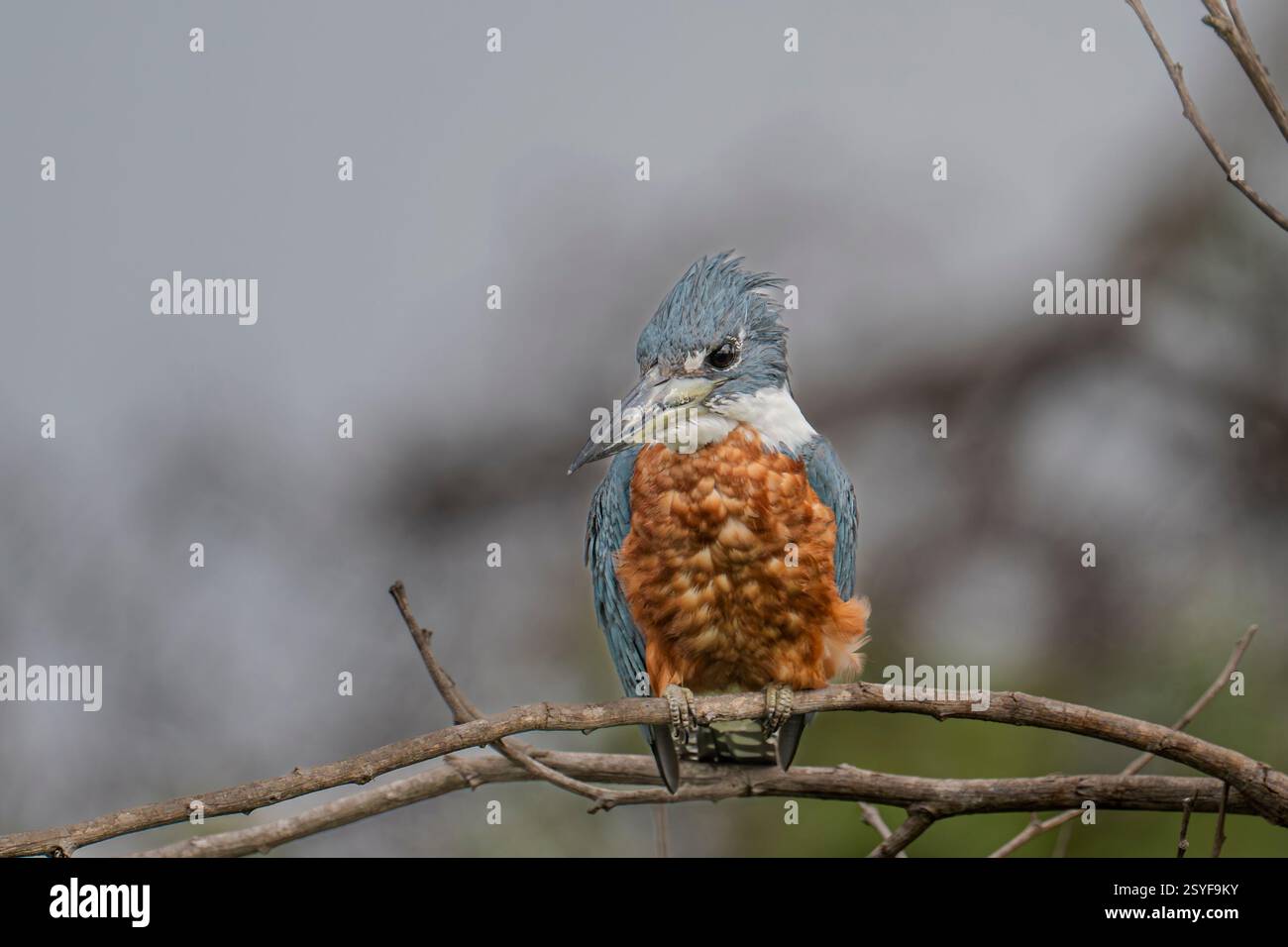 Ringed Kingfisher perch on a branch in the Pantanal Stock Photo - Alamy