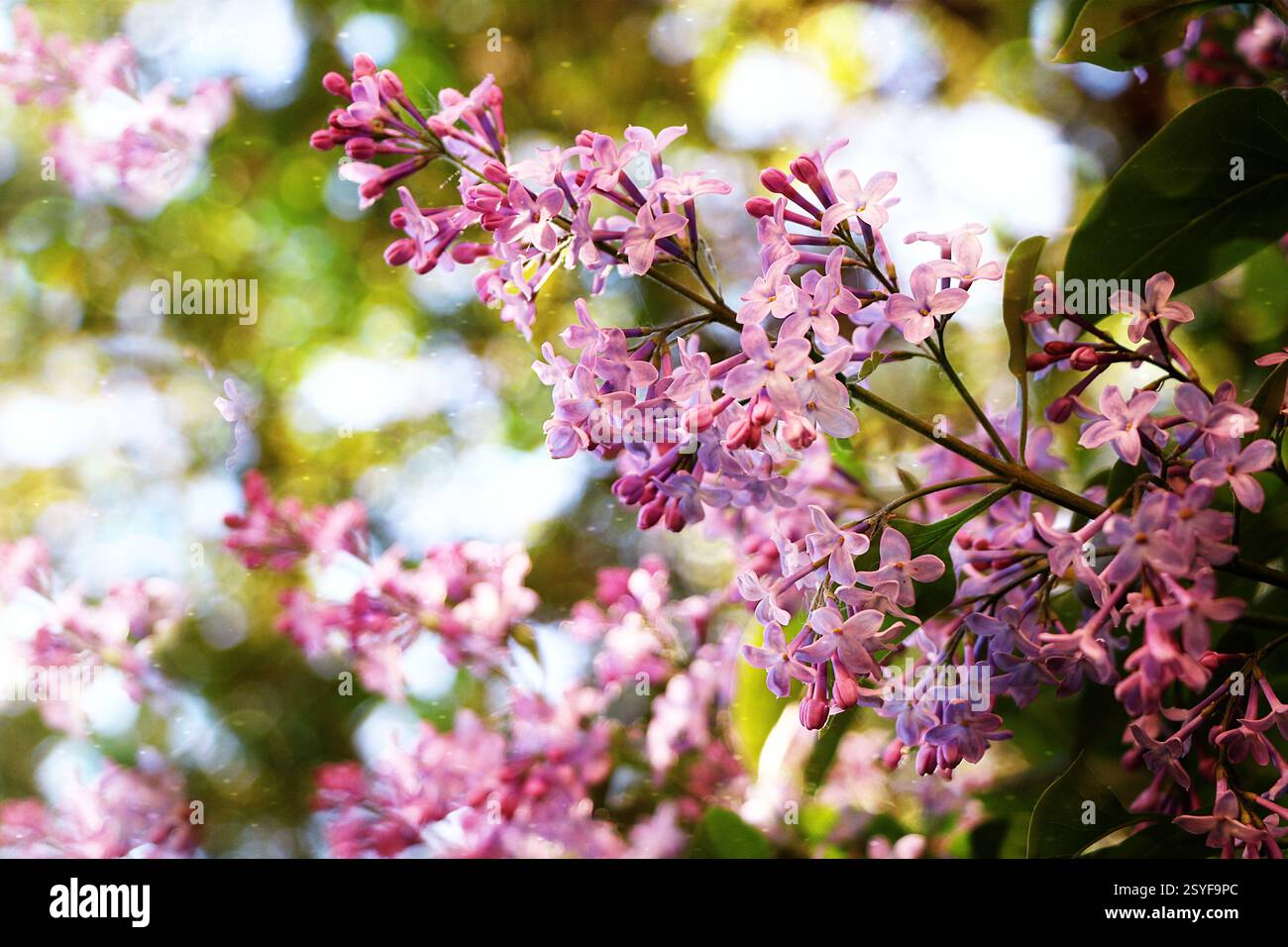 Flowering trees in spring on a light background, beautiful garden and ...