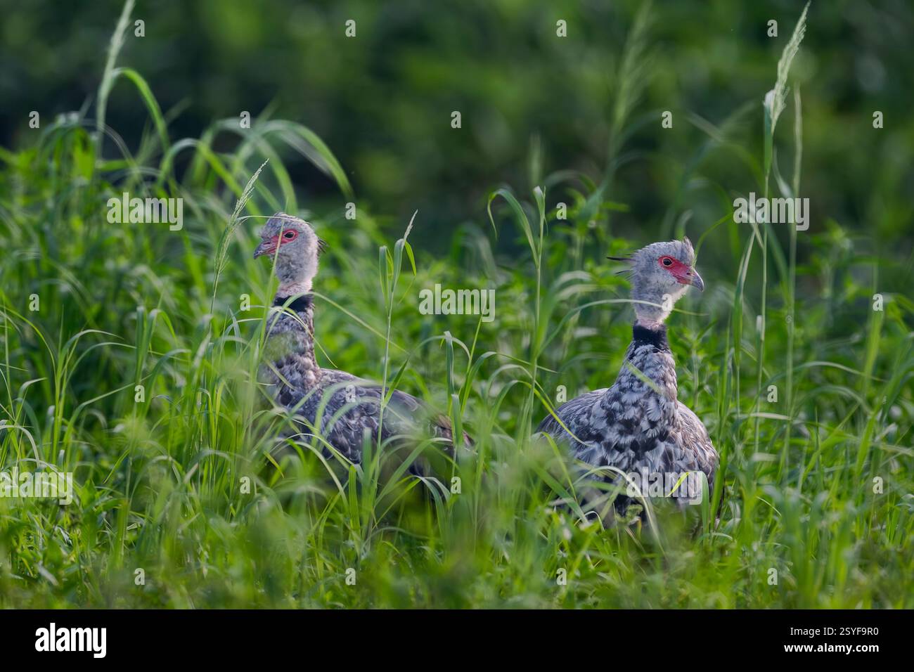 Pair of Southern Screamer birds in the Pantanal Stock Photo - Alamy
