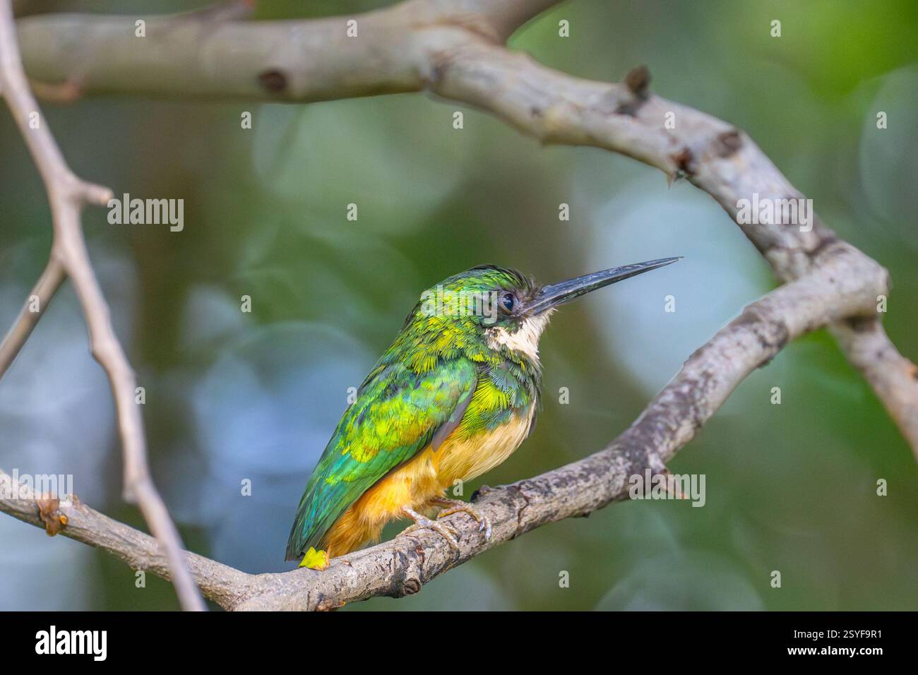 Rufus fronted Jacamar preched on branch in the Pantanal Stock Photo - Alamy