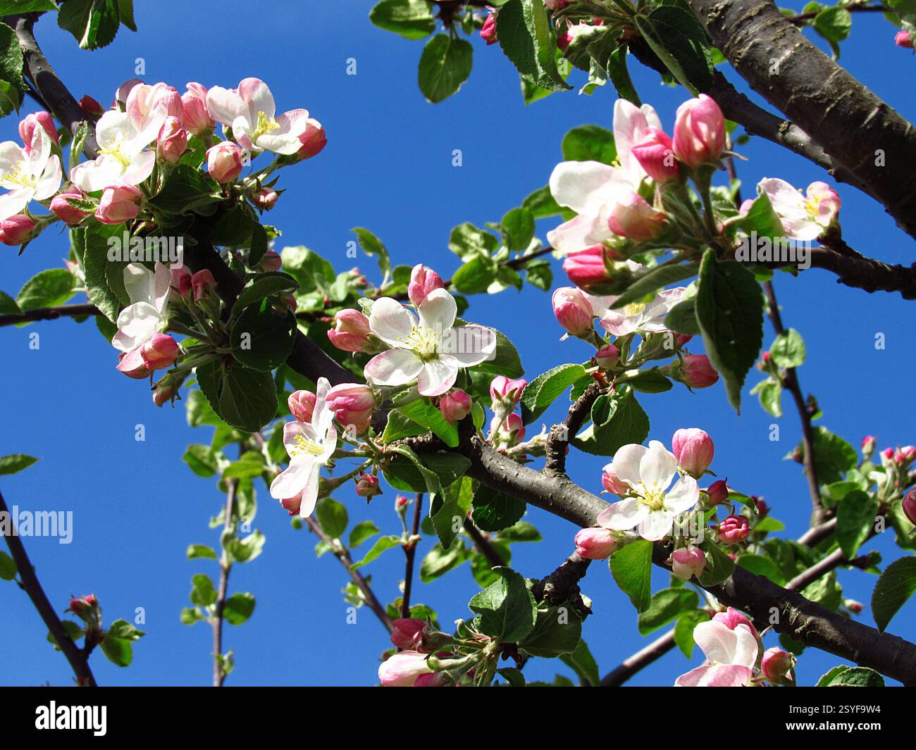 Flowering trees in spring on a light background, beautiful garden and ...