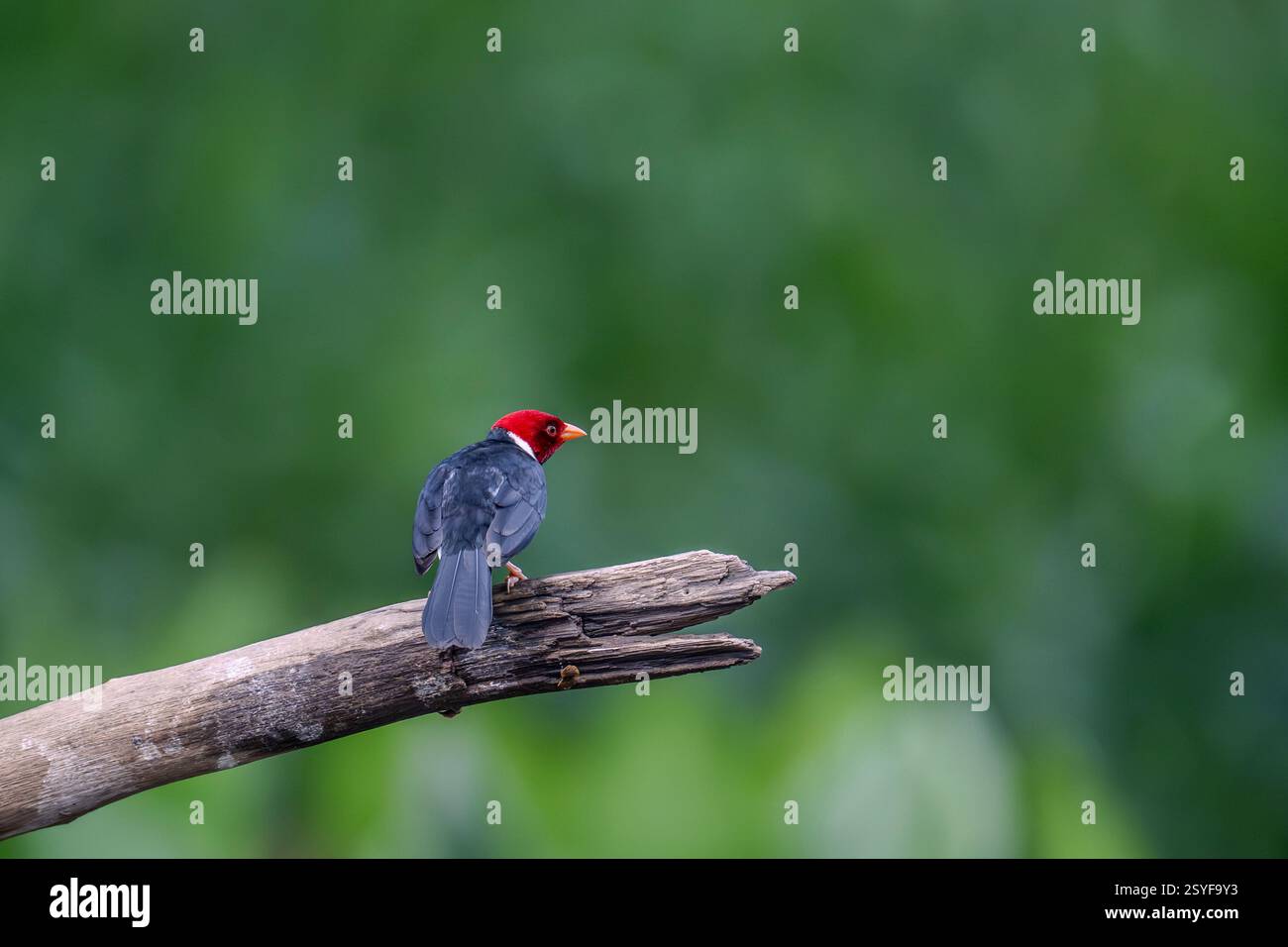 Yellow billed Cardinal sitting on a large branch in the Pantanal Stock ...