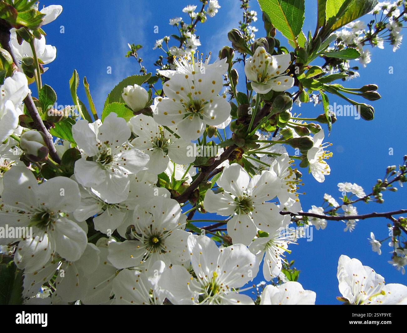 Flowering trees in spring on a light background, beautiful garden and ...