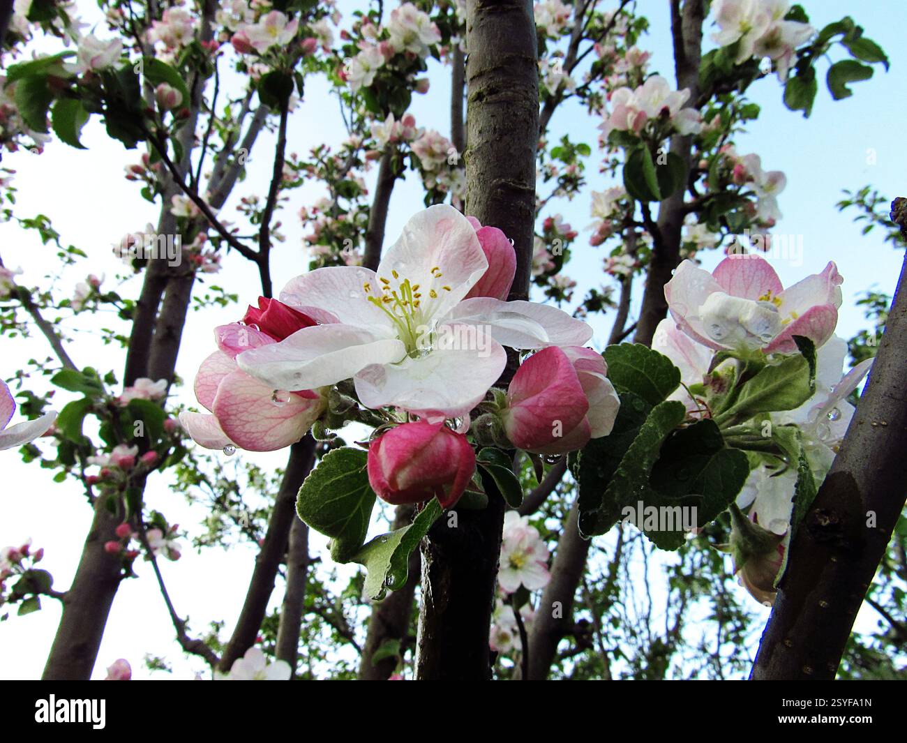 Flowering trees in spring on a light background, beautiful garden and ...