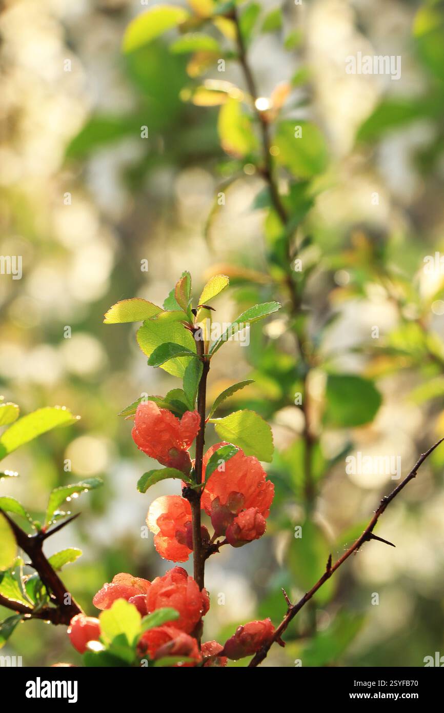 Quince sprout on a background of trees with bokeh effect, selective ...