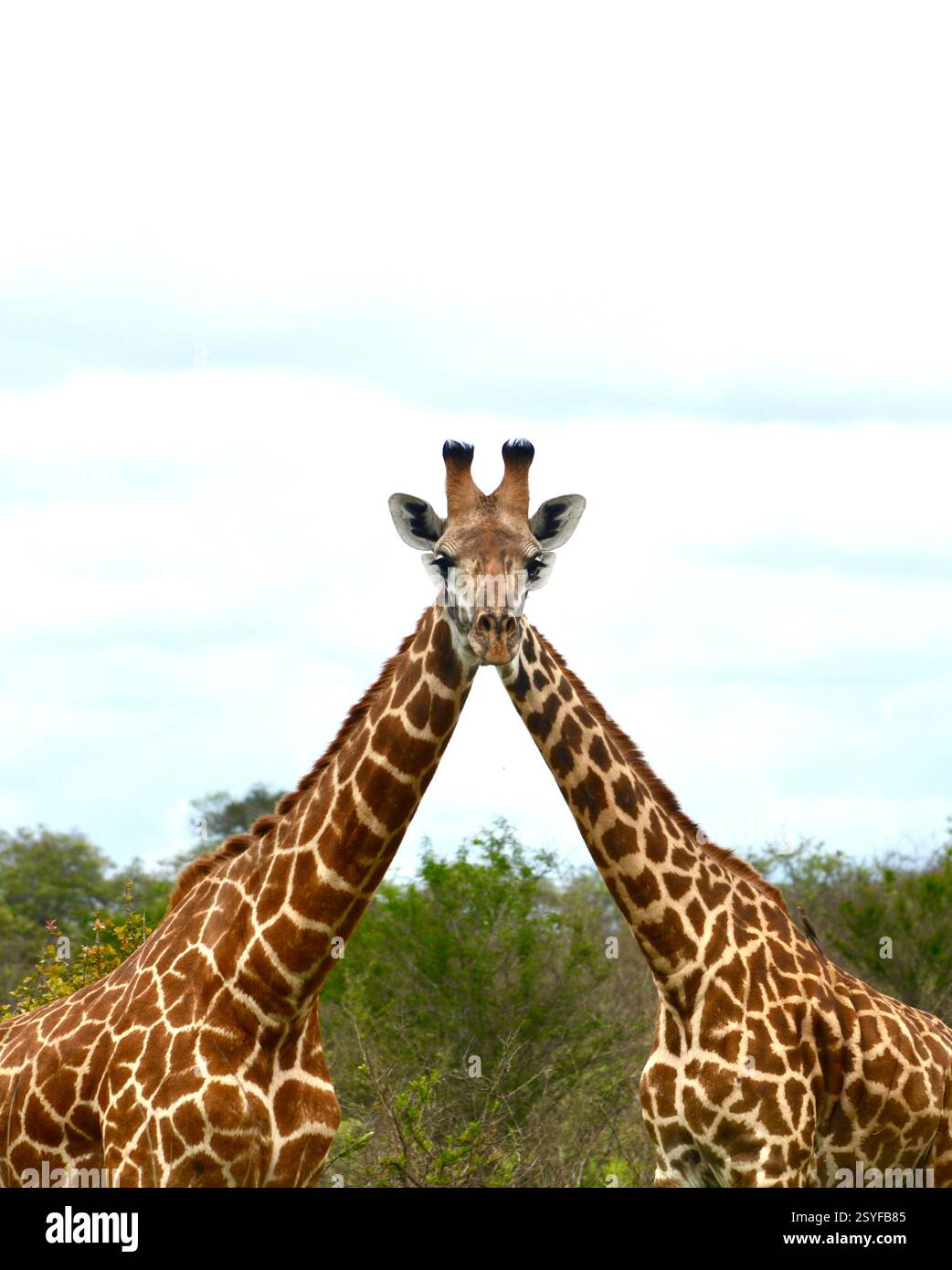 Symmetrical giraffe hi-res stock photography and images - Alamy