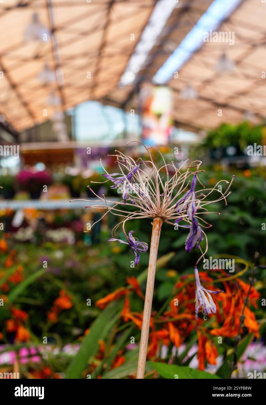Three wilted flowers with dried petals stand in the foreground of a ...