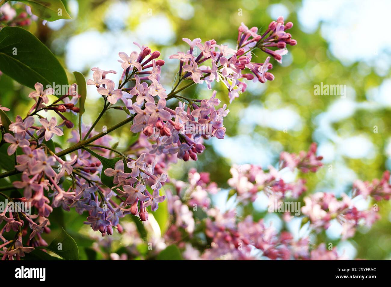 Flowering trees in spring on a light background with bokeh. Beautiful ...