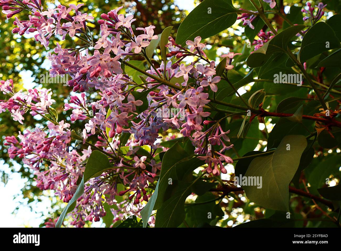 Flowering trees in spring on a light background with bokeh. Beautiful ...