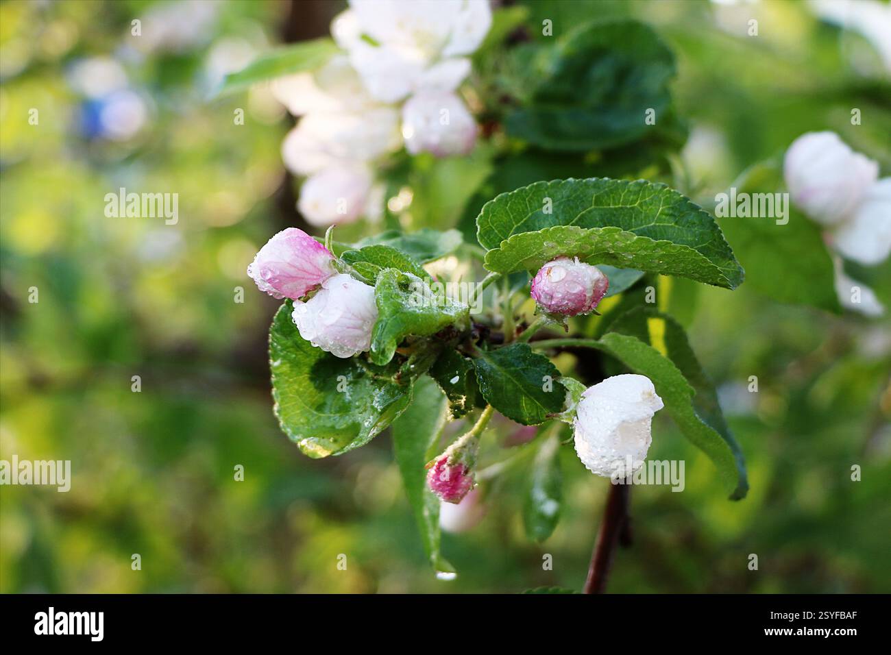 Flowering trees in spring on a light background with bokeh. Beautiful ...