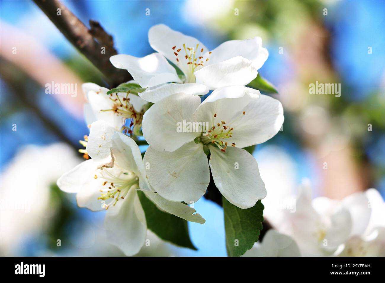 Flowering trees in spring on a light background with bokeh. Beautiful ...