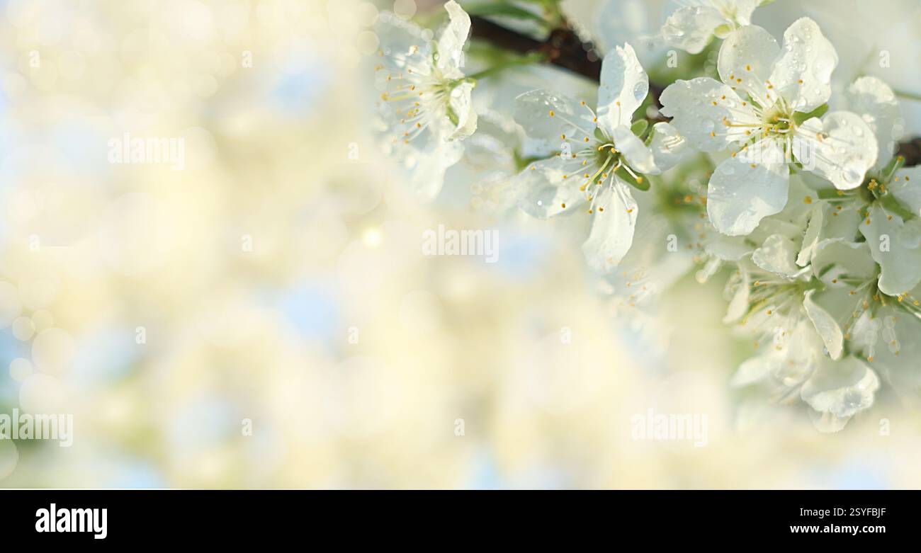 Abstract floral spring background from defocused tender cherry flowers ...