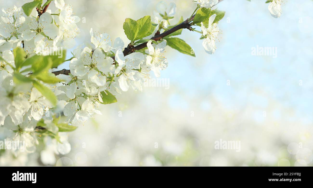 Abstract floral spring background from defocused tender cherry flowers ...