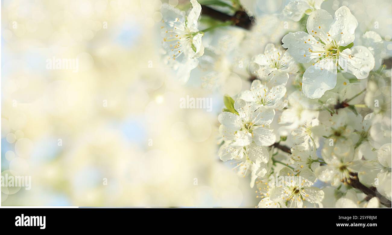 Abstract floral spring background from defocused tender cherry flowers ...