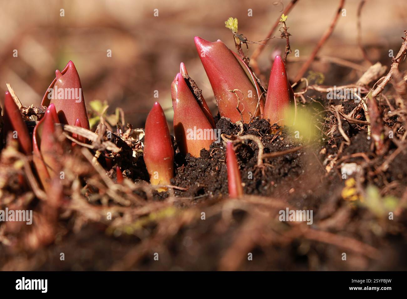 Sprout against the backdrop of the earth, spring and the birth of a new ...
