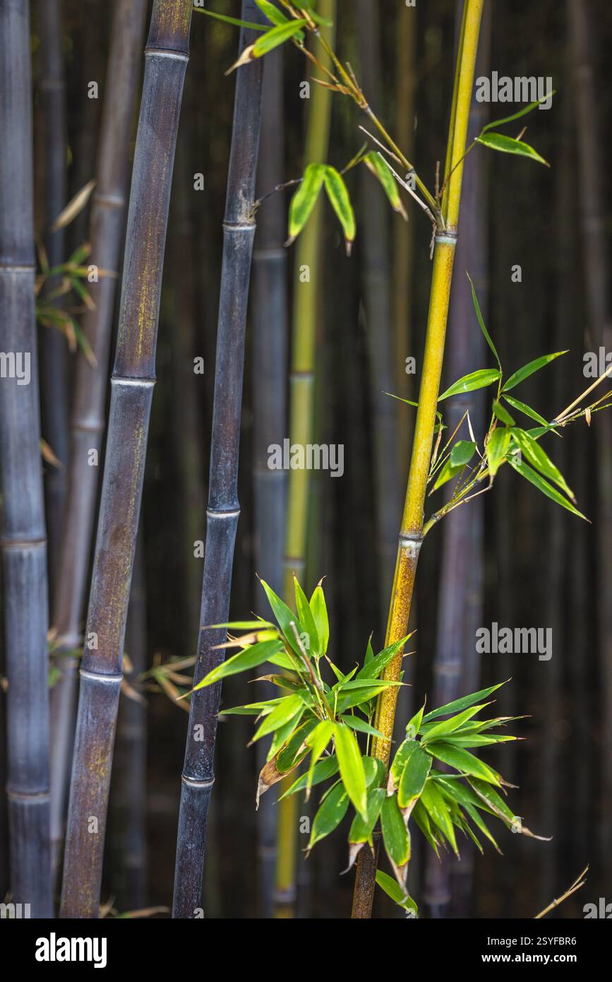 The Historical Botanical Garden La Concepcion in Malaga city at ...
