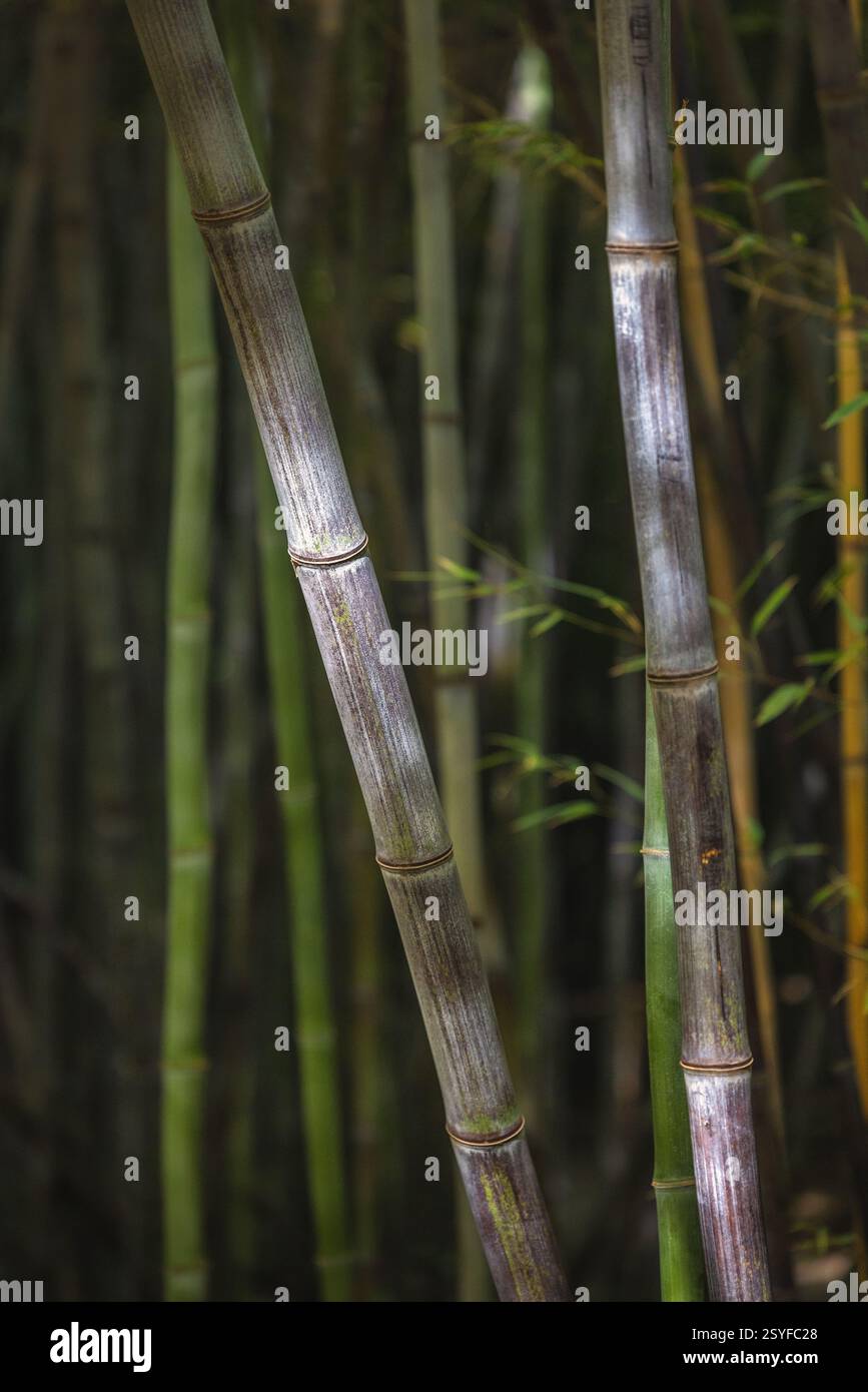 The Historical Botanical Garden La Concepcion in Malaga city at ...