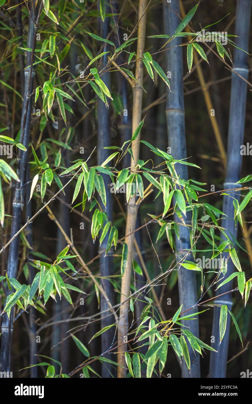 The Historical Botanical Garden La Concepcion in Malaga city at ...