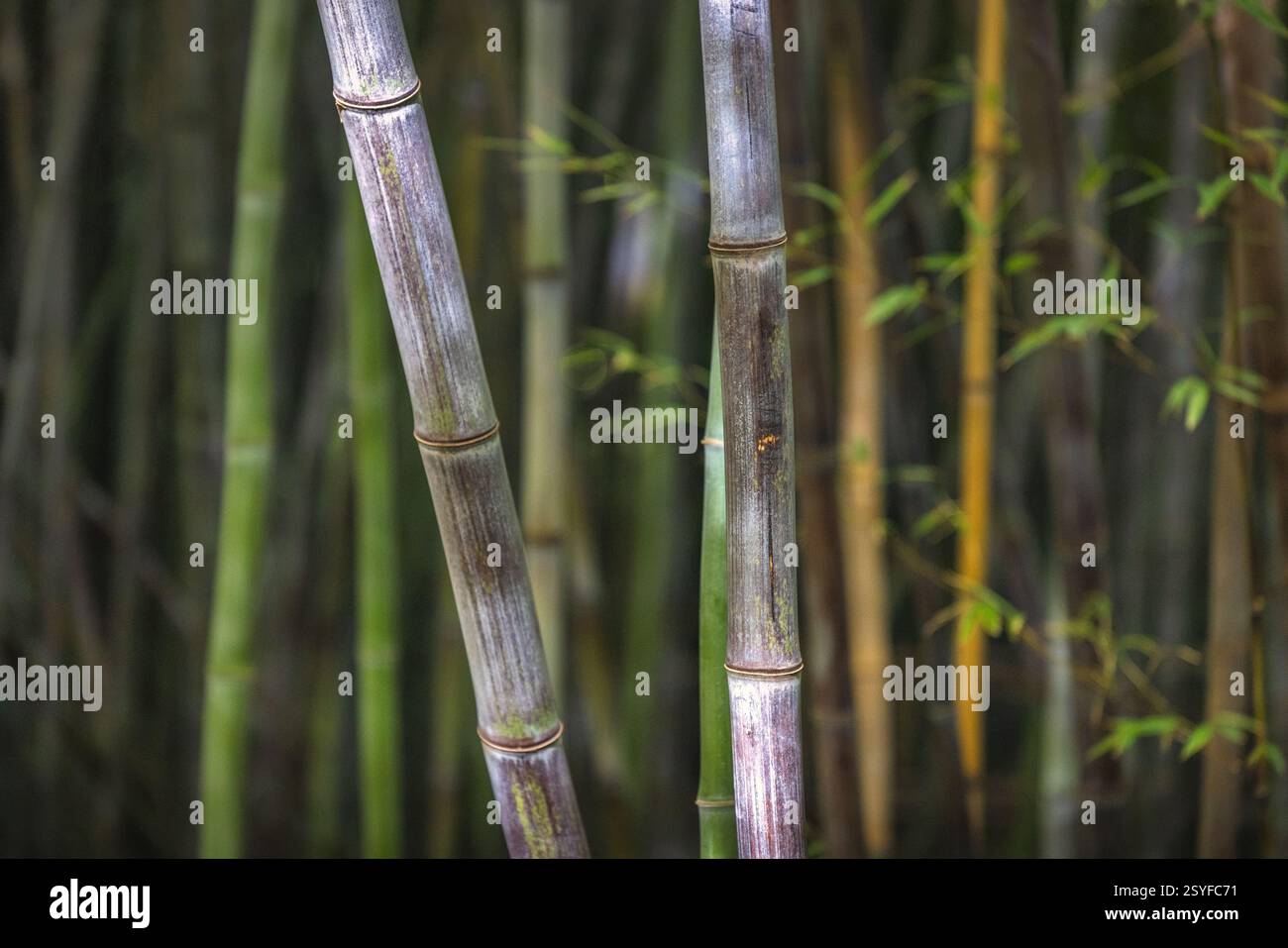 The Historical Botanical Garden La Concepcion in Malaga city at ...